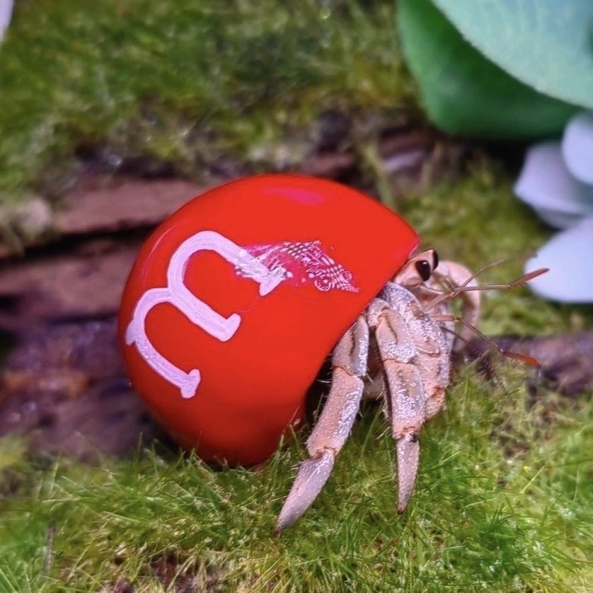 Wear-Resistant Anti-Damage New Store Limited Time Special Offer Hermit ...