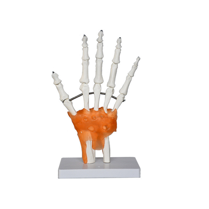 Hand Joint Anatomical Skeleton Model Human Medical Anatomy Study Tool ...