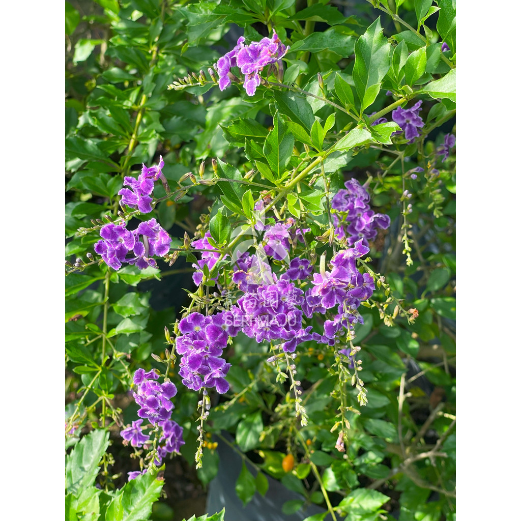 (Real Plant) Duranta Erecta Dark Purple / Golden Dewdrop / Pigeon Berry ...