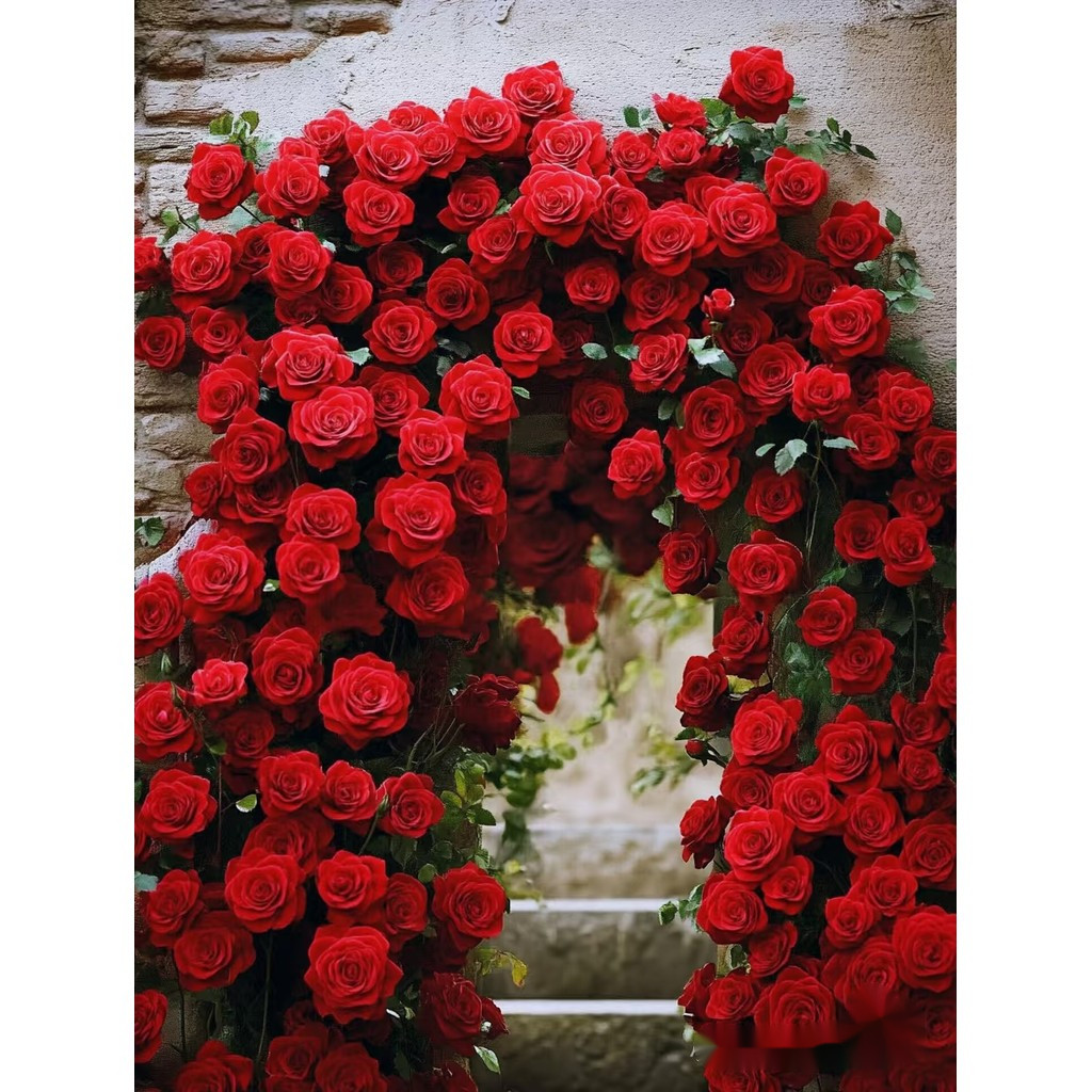【In Stock】Colorful Climbing Vine Rose Flower Rose Seeds，Kacang Anggur ...