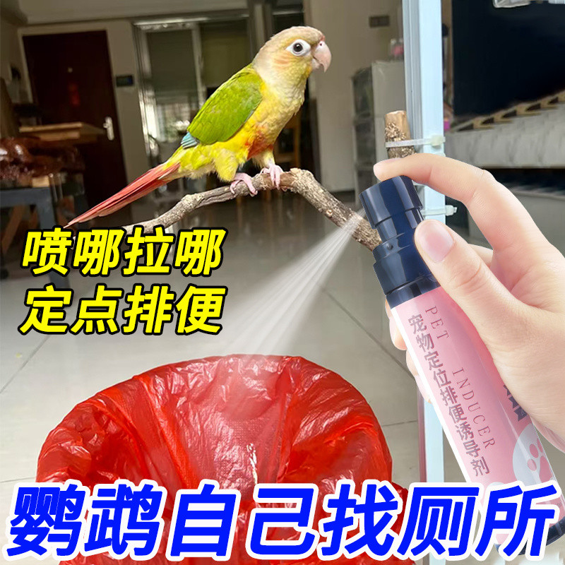 Parrot Does Not Pull Spray Where to Pull Fixed Point Defecation Parrot ...