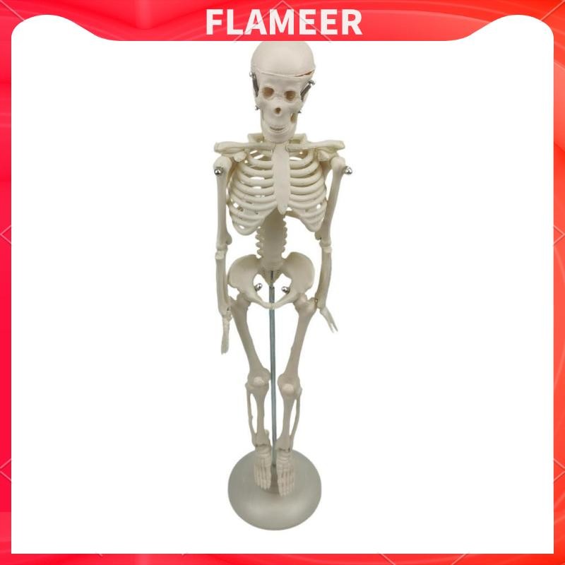 [FlameerMY] 42cm PVC Human Children Body Skeleton Model Set Educational ...