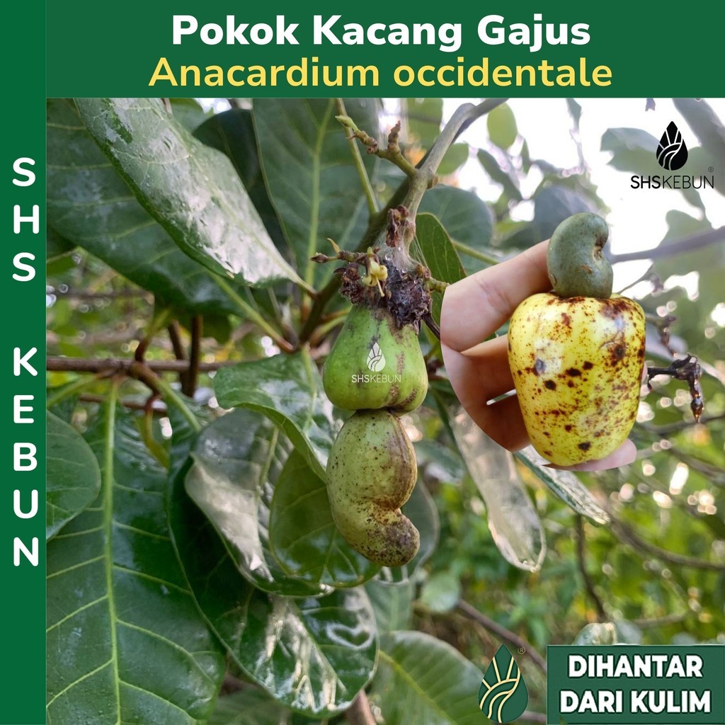 Pokok Kacang Gajus Pokok Janggus Ulam Gajus Pokok Ulam Cashew Tree Live ...