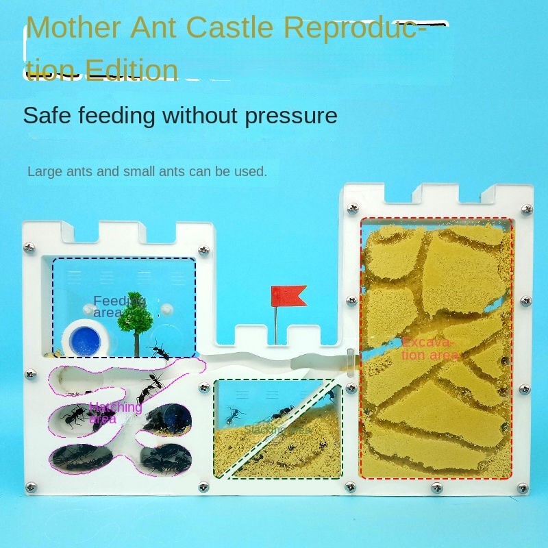 Spot goods reptile box ant nest ant house pet gate Ant Box Workshop ...
