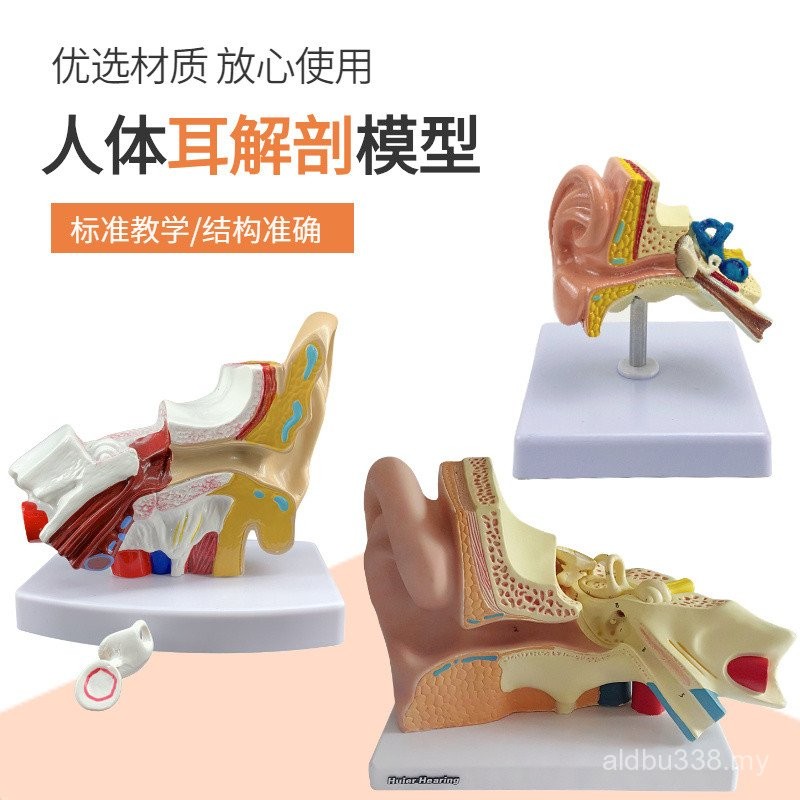 Human Ear Model Human Ear Anatomy Model Ear Picking Teaching Model Ear ...