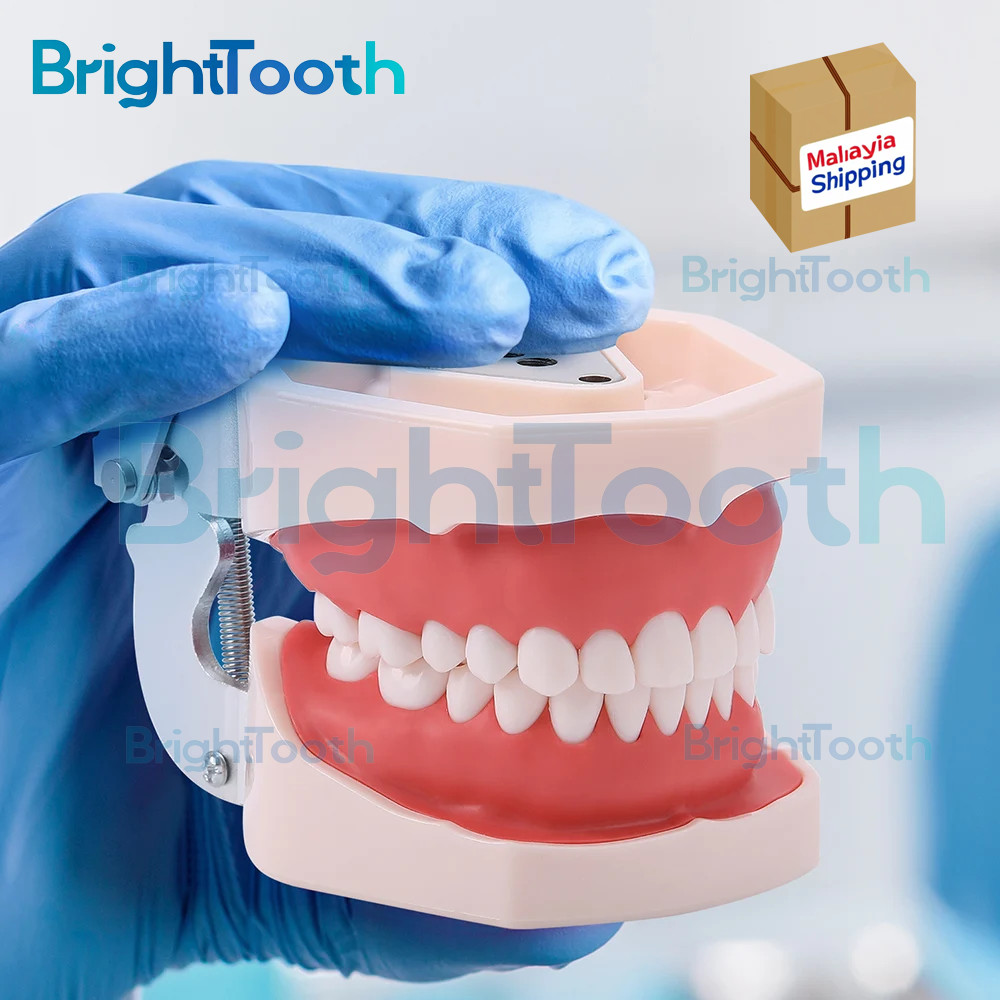 Dental Model Teeth Model Gum Teeth Teaching Model Standard Dental ...