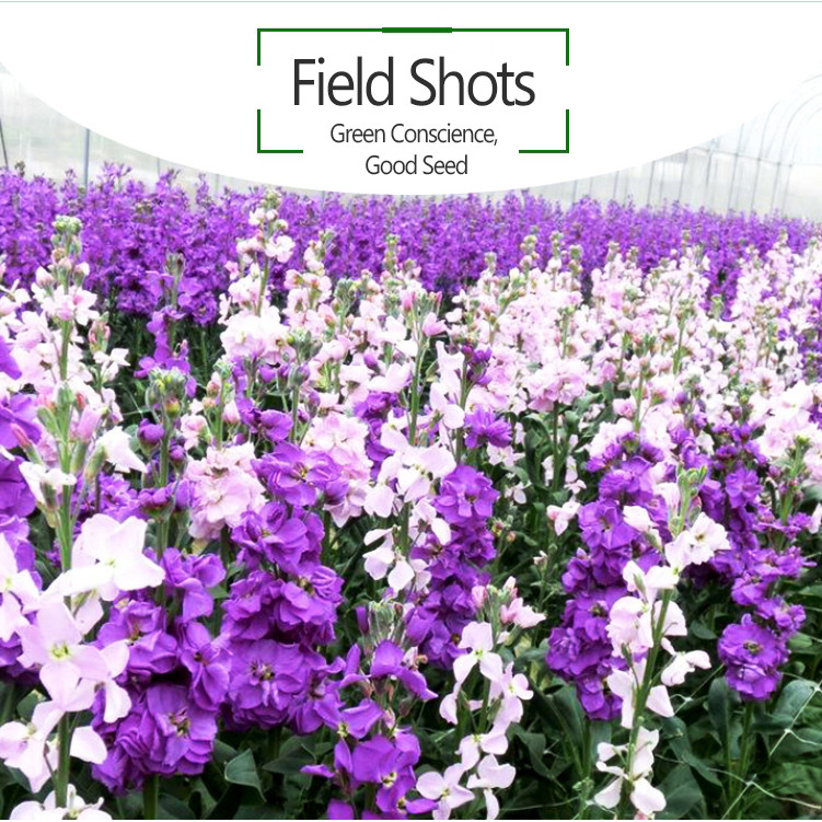 [Free Delivery]（10Seeds-Sd144）Violet Flower Seeds （Matthiola Incana (L ...