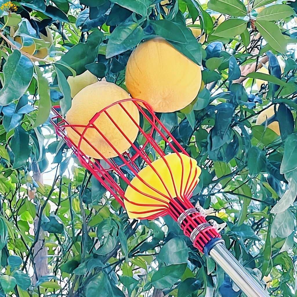 Universal Upper Air Fruit Picker Easy Operation Sturdy Steel Fruit ...