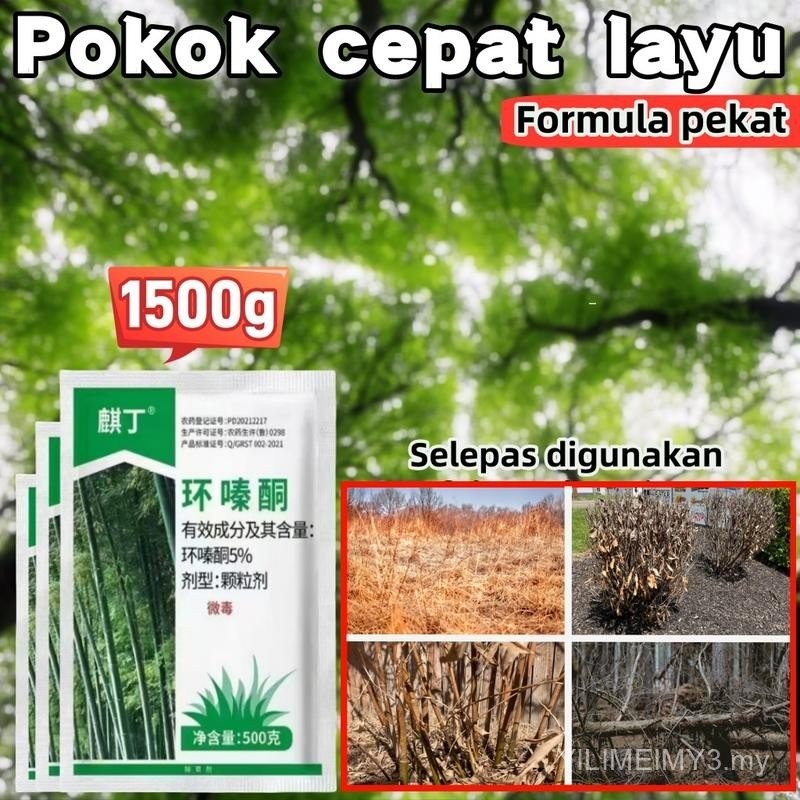 (Malay spot) alion arcun rumput parakuta Weeding, rotten tree ...