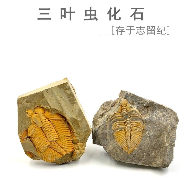 Paleontological fossils, wolf-finned fish fossils, finished ...