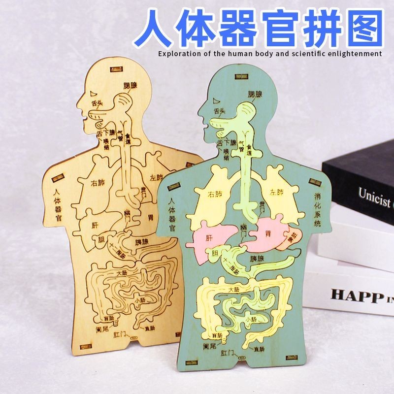 Human digestive system organ viscera puzzle model science an人体消化系统器官内脏 ...
