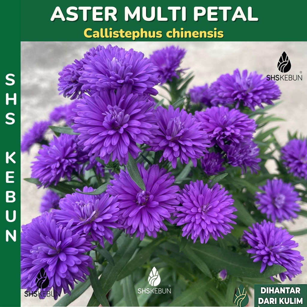 Aster Flower Multi Petal Bunga Ping Pong Pokok Hidup Live Plant SHS ...