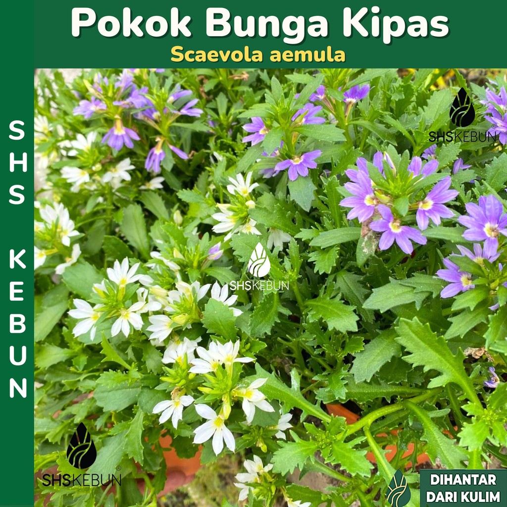 Scaevola Pokok Bunga Kipas Fan Flower Live Plant Pokok Hidup Pokok ...