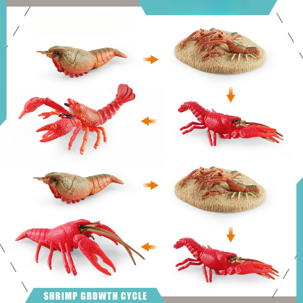 Simulation Sea Animal Crayfish Growth Cycle Model | Shopee Malaysia