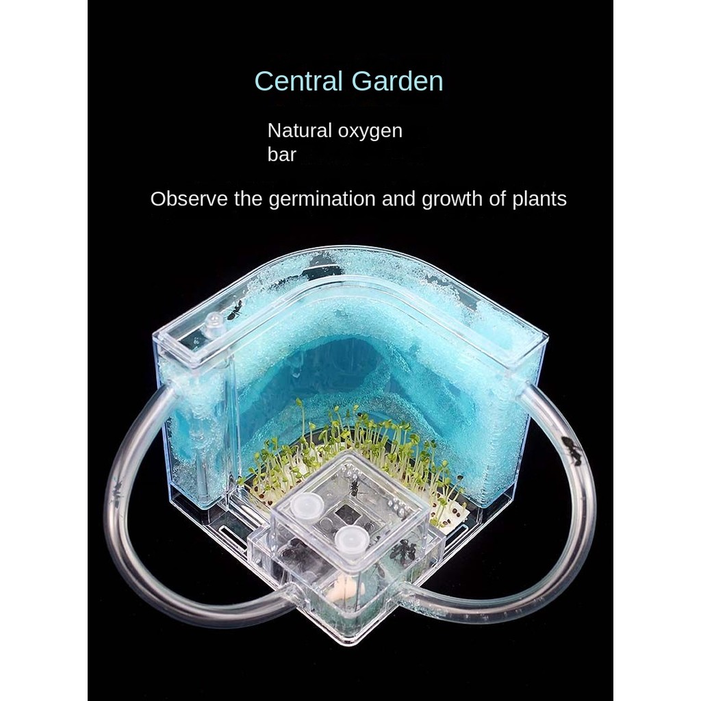 Spot goods ant nest ant house pet gate Ant Workshop Ecological Box ...