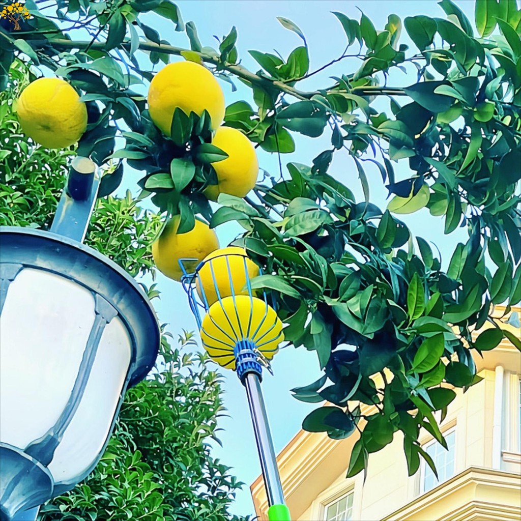 Universal Upper Air Fruit Picker Easy Operation Sturdy Steel Fruit ...
