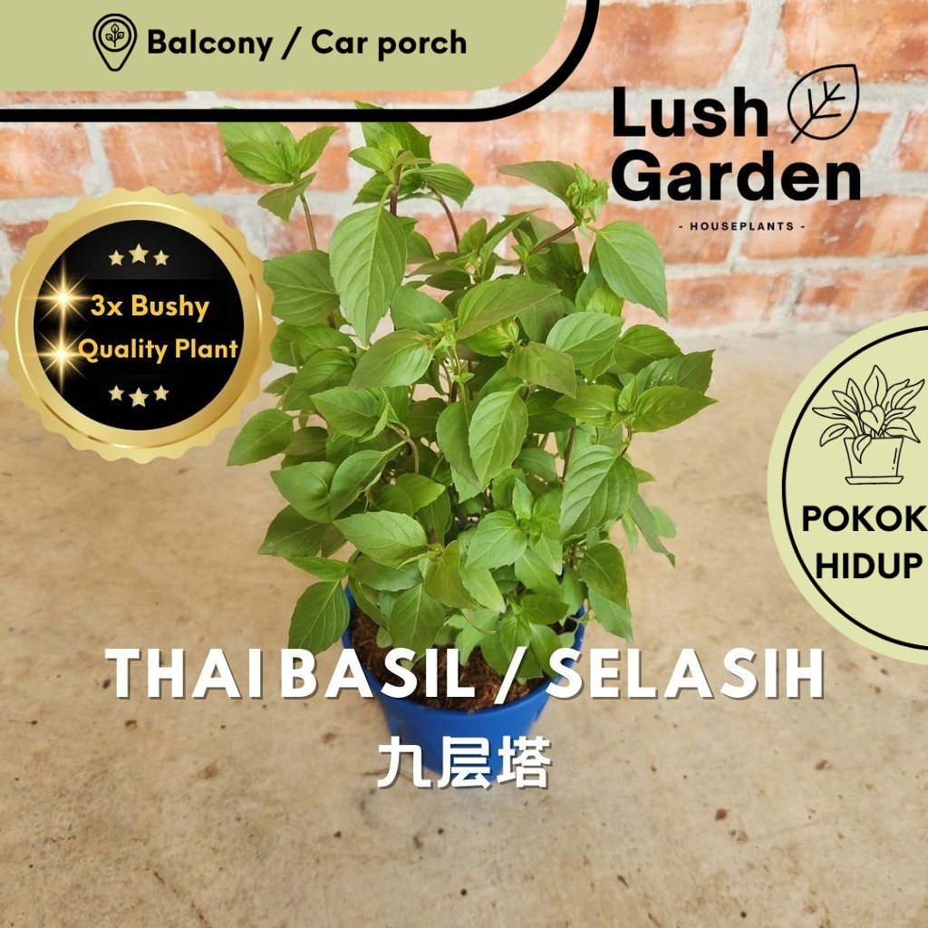 Thai Basil / Selasih 九层塔 Anak Pokok Hidup Sayur Vegetable Herb Herbs ...