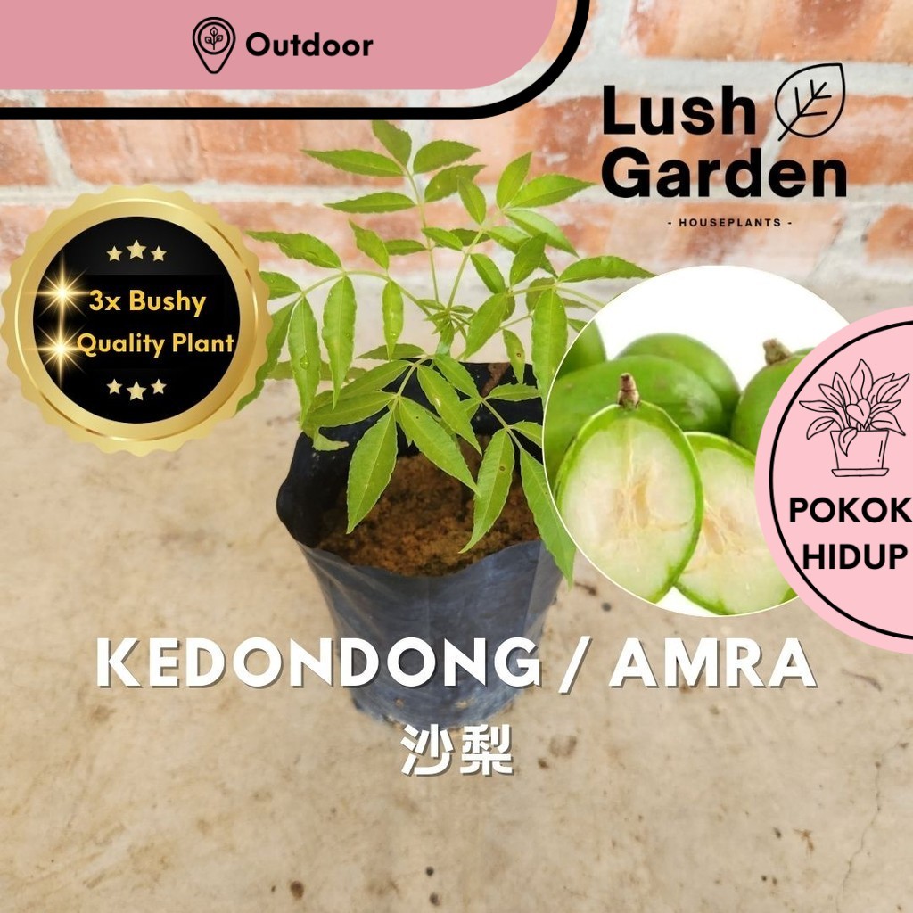 Anak Pokok Kedondong Amra Ambarella 沙梨 Pokok Hidup Buah Fruit Tree ...