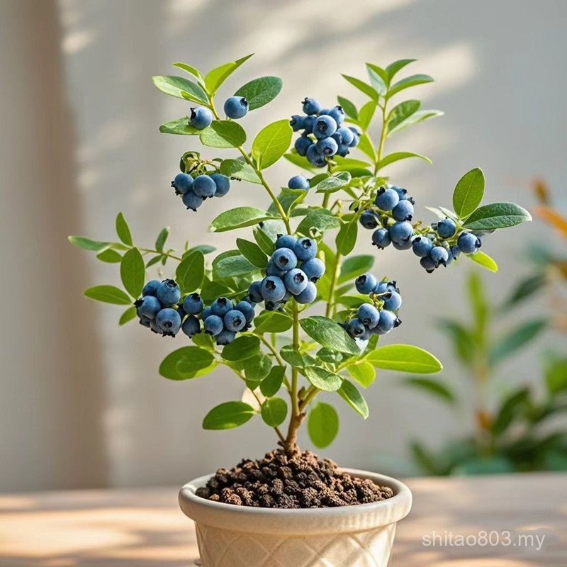 Shipped with flower buds Blueberry Sapling Fruit Sapling Pot Field ...