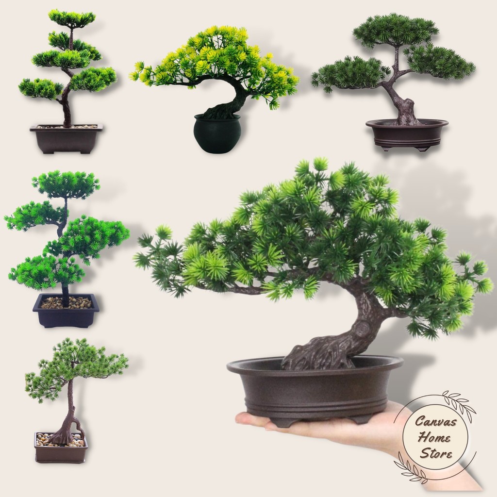 Pokok Hiasan Dalam Rumah Pokok Bunga Bonsai Hiasa Pokok Bonsai Hiasan ...