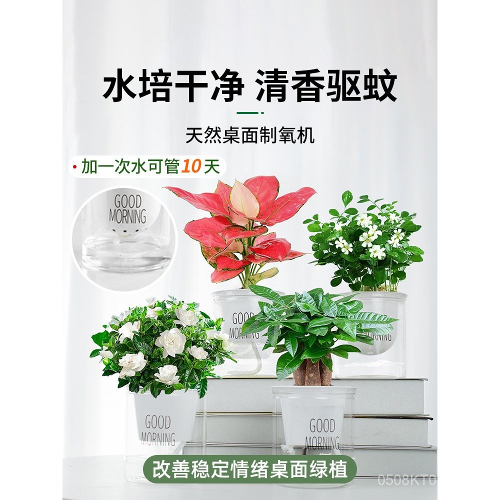 Plant Potted Peppermint Emotional Fortune Tree Indoor Flower Green Dill ...