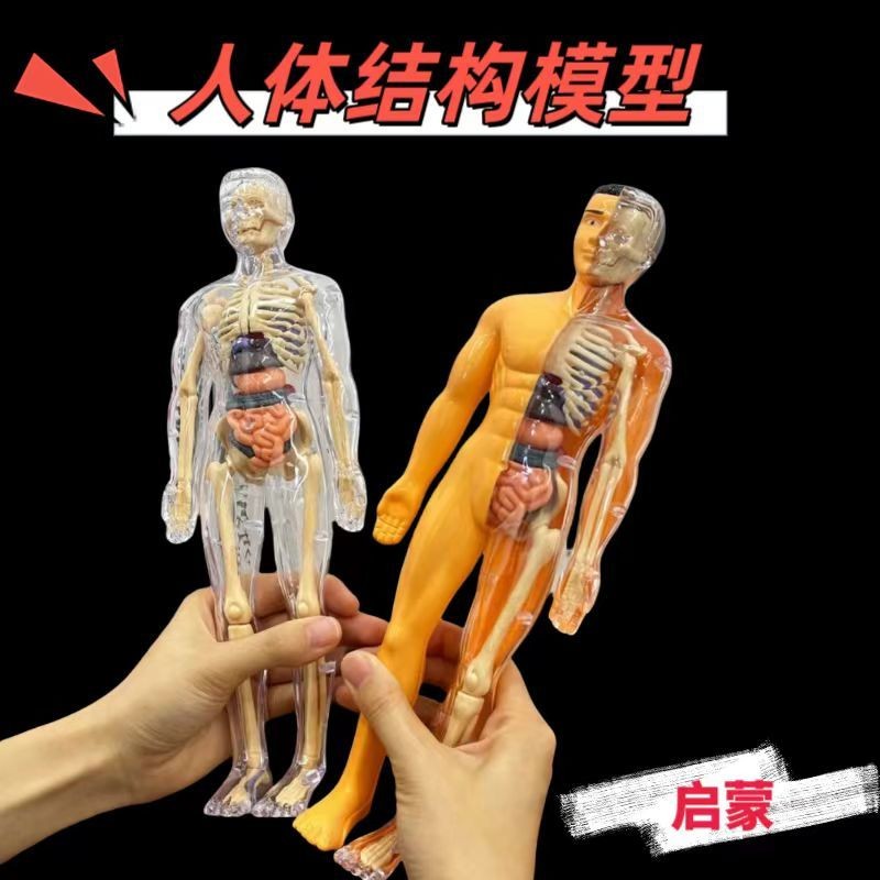 Human Organ Toy Human Body Skeleton Model Simulation Assembling Torso ...