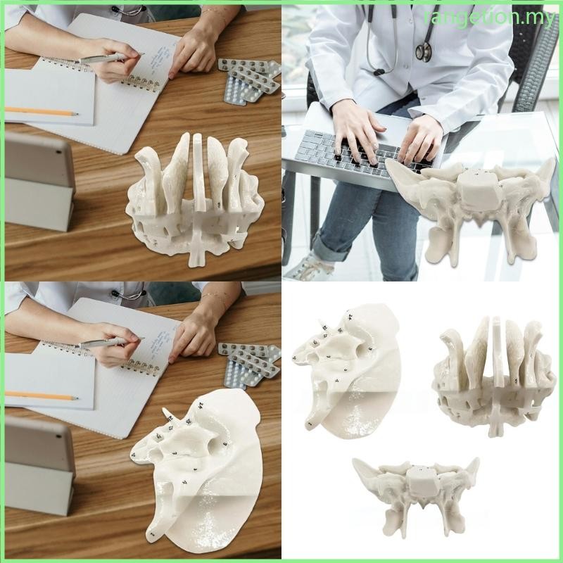 RAN Human Skeleton Anatomy Model Sphenoid Ethmoid Bone Model School ...