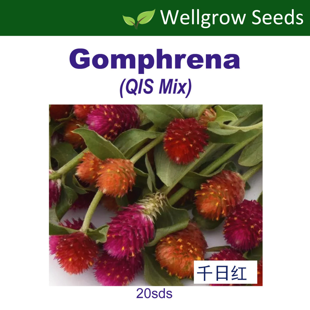 Gomphrena QIS Mix (20 seeds) 千日红：QIS球形系列（混色) Bachelor Button Bunga ...
