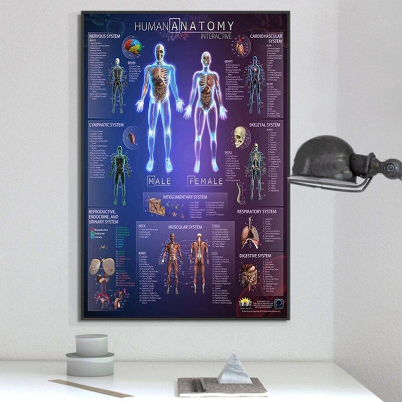 Creative Print Amazing Body Map Human Anatomy Muscular System Chart Art ...