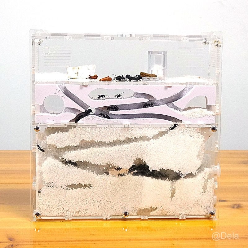 Had diskon masaAnt Workshop Ant Castle Pet Ant Manor Ant Sand Burger ...