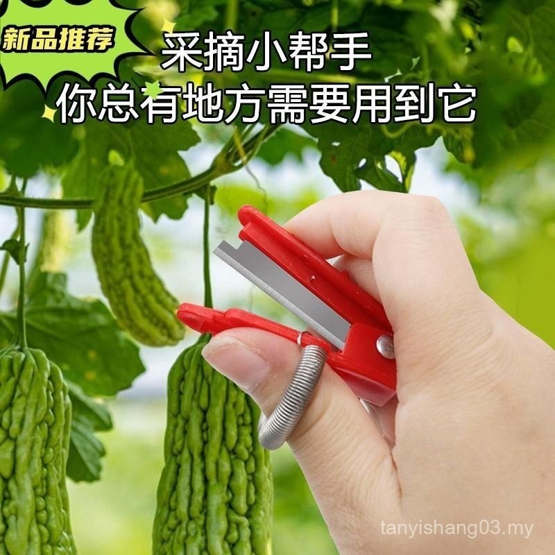 Picking Small Guillotine Thumb Knife Grape Pinch Cucumber Vegetable ...