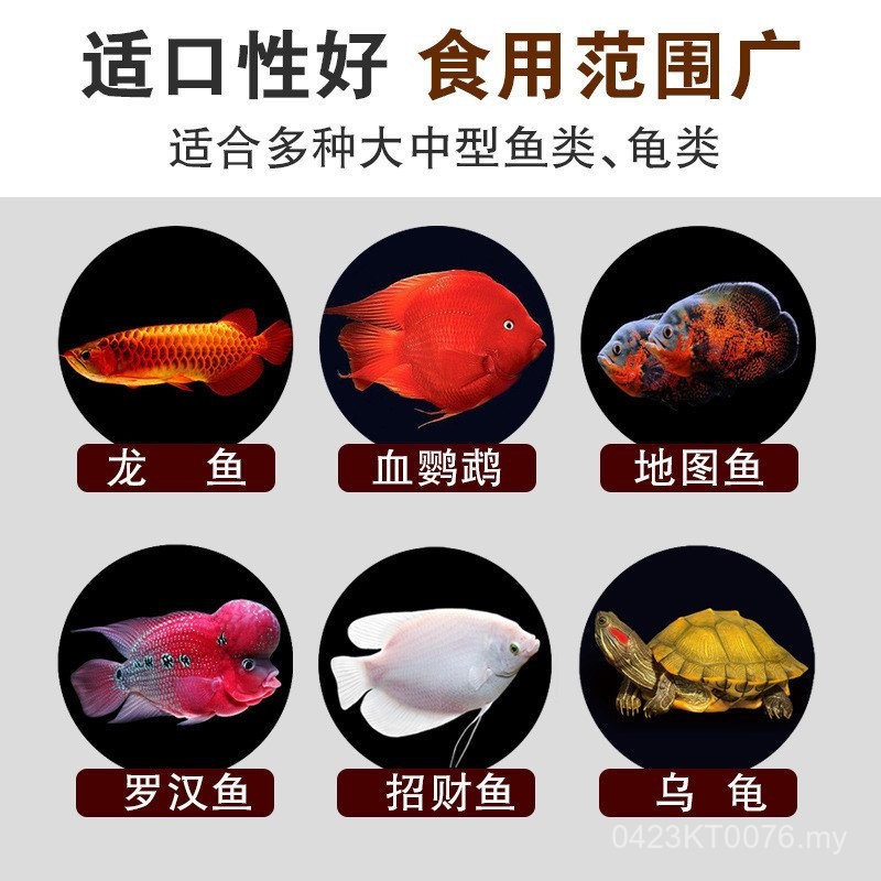 Dried Shrimp Lobster Dried Shrimp Dried Turtle Fish Fish Feed Turtle ...
