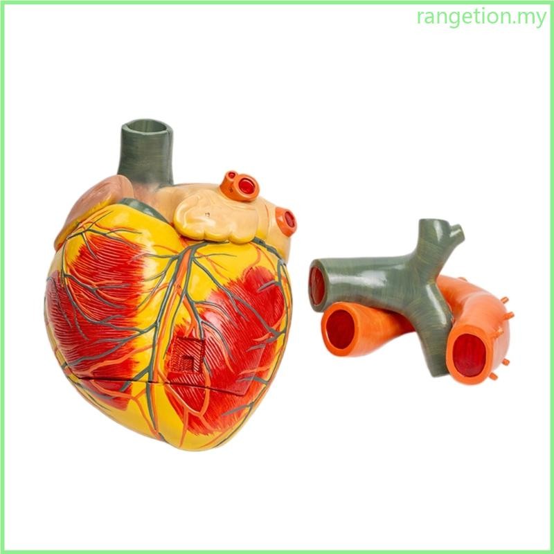 RAN Human Heart Model for Anatomy Medical Working Heart Model Heart ...