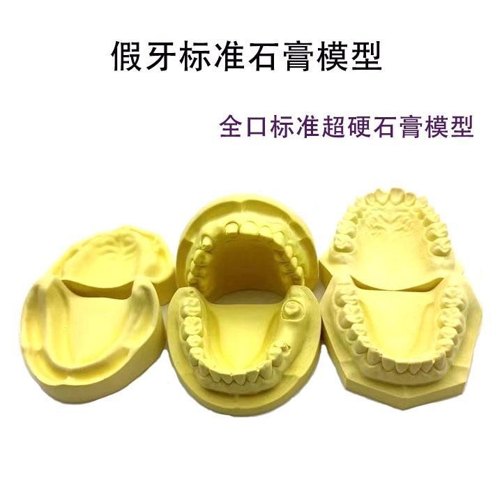 Dental Standard Plaster Model Oral Teaching Full Mouth Dental Model ...