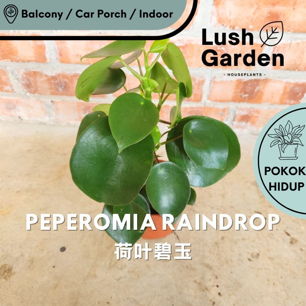 Peperomia Polybotrya/ Peperomia Raindrop / Coin-leaf 荷叶碧玉 Indoor Live ...