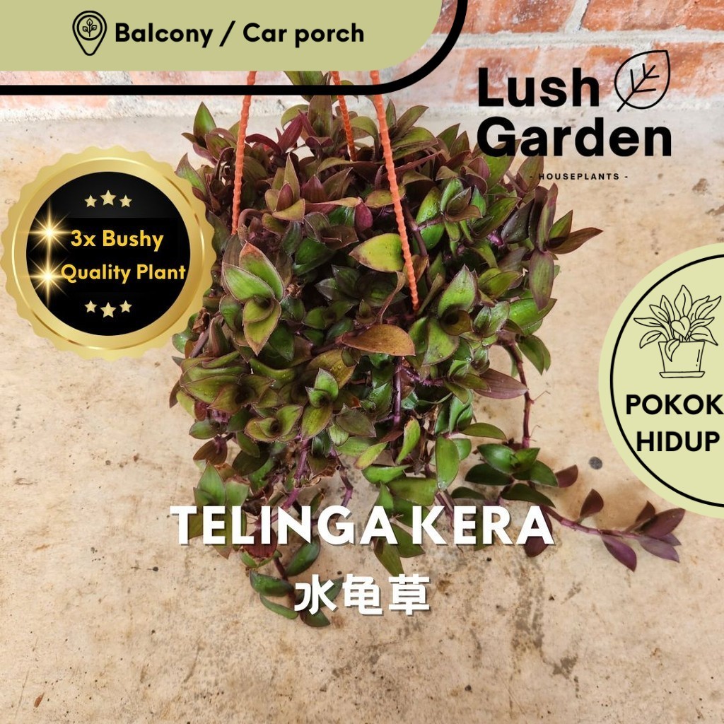 Tradescantia Chrysophylla / Pokok Telinga Kera 水龟草 Anak Pokok Hidup ...