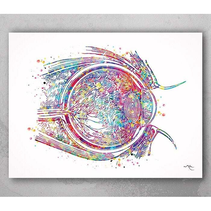 Eye Cross Section Watercolor Print Eye Anatomy Optometrist Optician ...