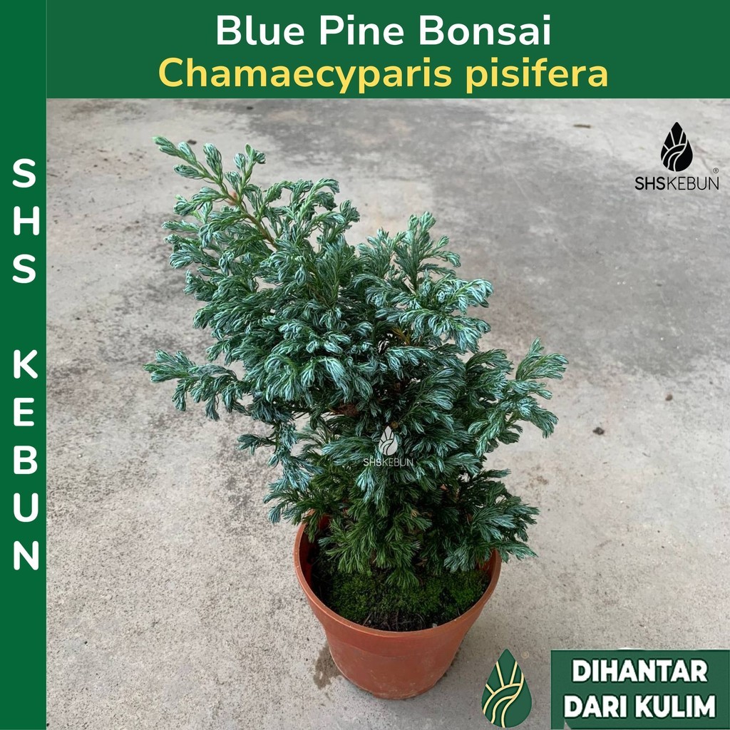 Pokok Hiasan Pokok Bonsai Blue Pine Bonsai Plant Pokok Landskap Outdoor ...