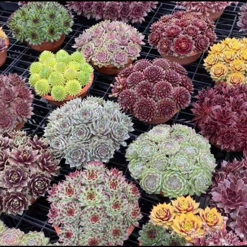 Guanyin Lotus Longevity Grass Succulent Combination Package New Style ...