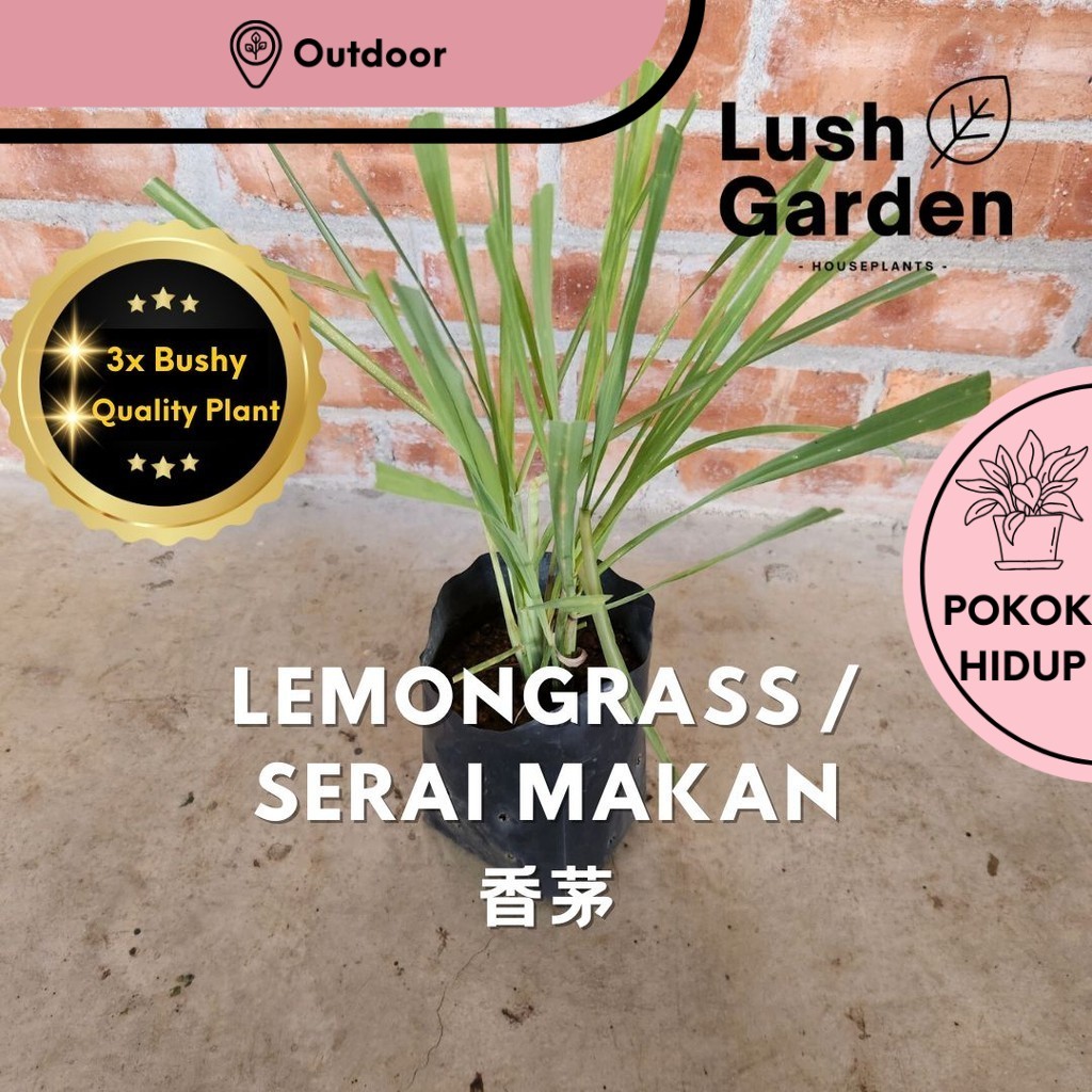 Lemongrass Plant / Pokok Serai Makan 香茅 Anak Pokok Hidup Sayur ...