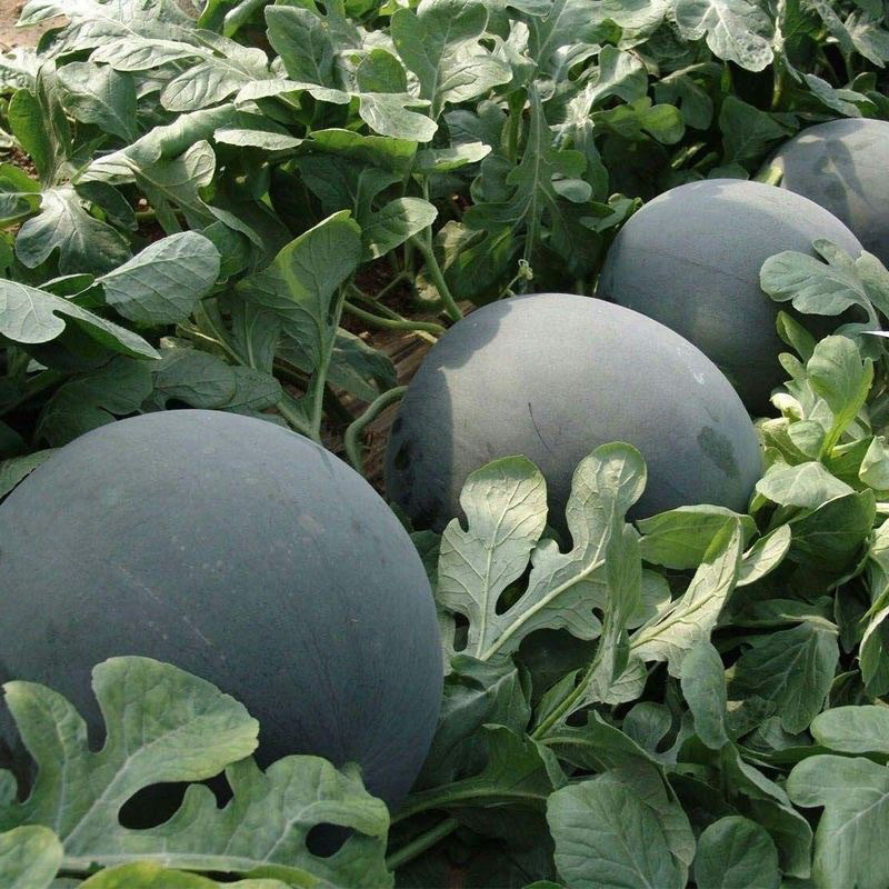 50Biji Benih Tembikai Kulit Hitam Tanpa Biji / Black Peel Seedless ...