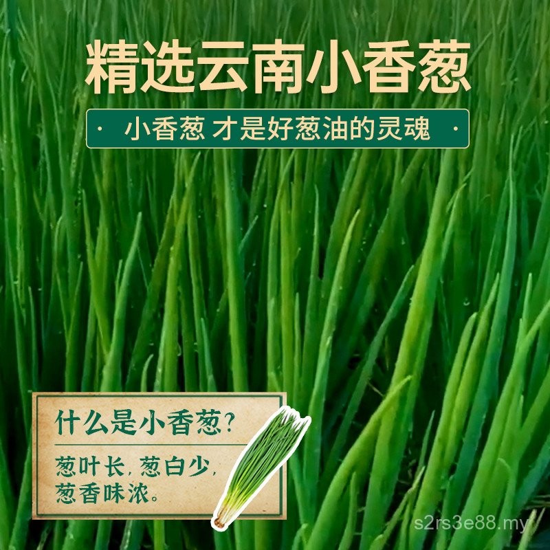 [Pihak kilang Direct] Zhongjing Shanghai Scallion Oil mi kacau Sauce ...