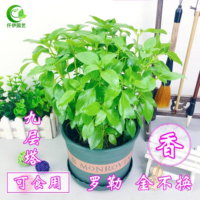 Edible Nine-Layer Pagoda Potted Plant Basil Leaf Gold Do Not Change ...