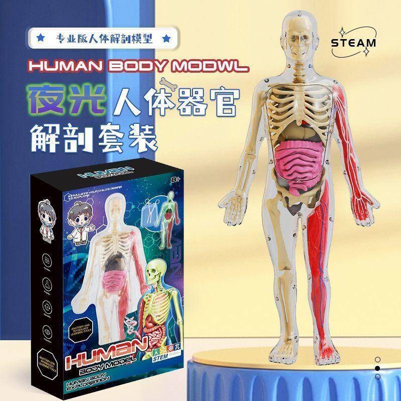 Human Body Structure Toys Cross-Border Science Education Primary School ...