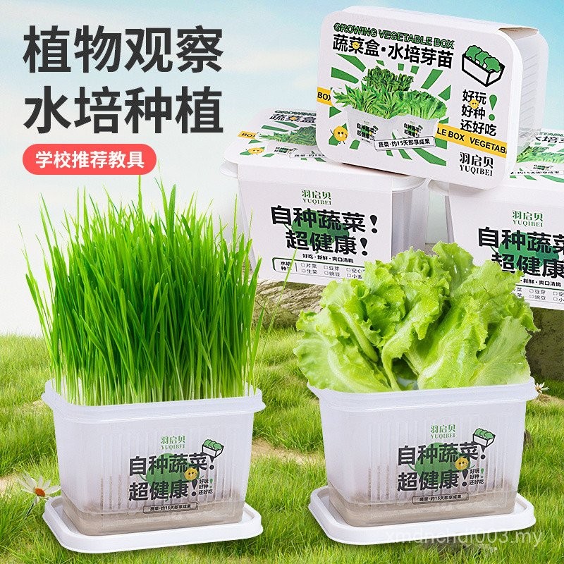 Creative Planting Hydroponic Plant Germination Seedling Observation ...