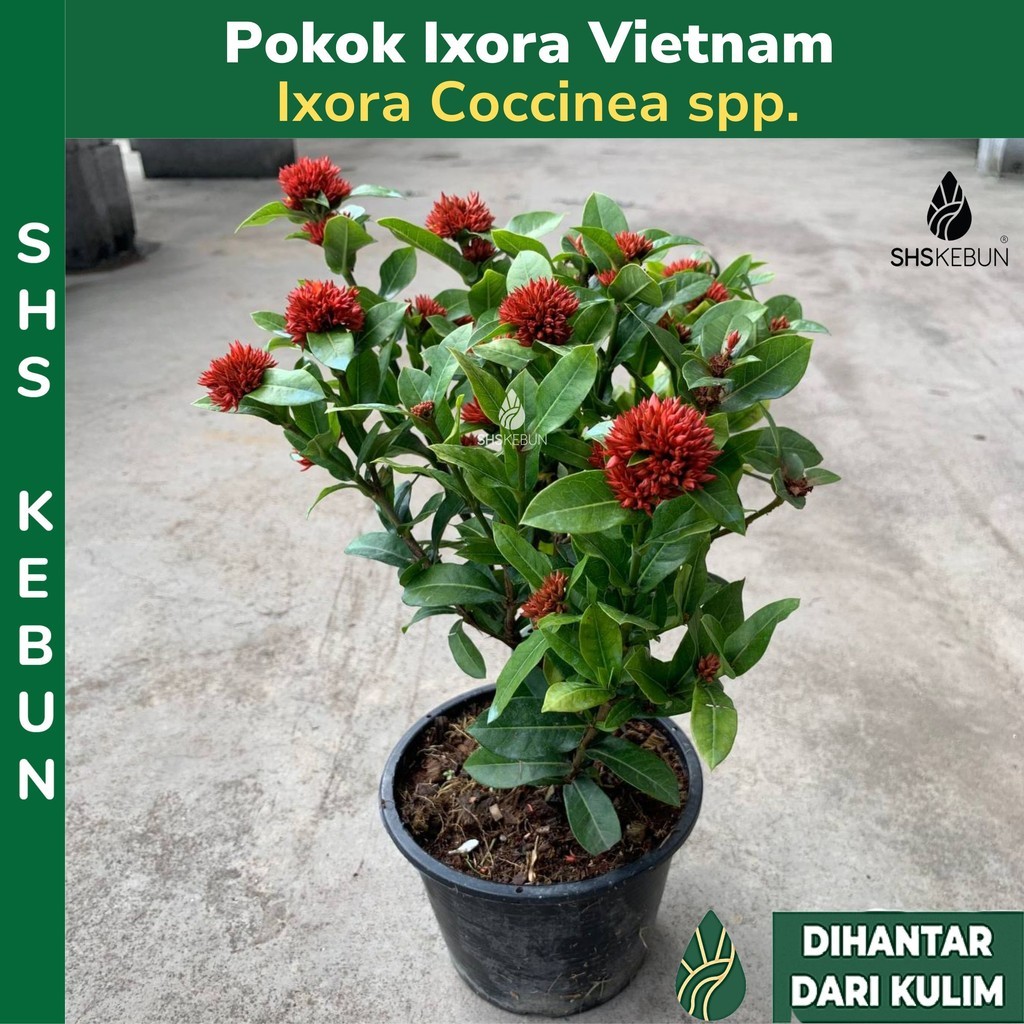Pokok Hiasan Pokok Bunga Ixora Vietnam Pokok Pecah Periuk Jenjarum ...