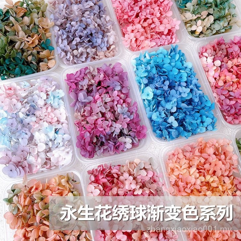 Sg Preserved Flower Hydrangea Gradient Color Handmade diy Dried Flower ...