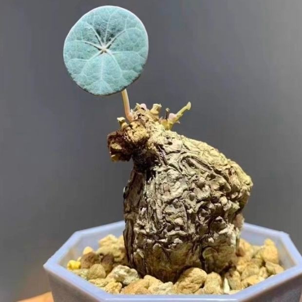 50703One-leaf turtle lotus leaf Nova turtle cube root plant Bonsa ...