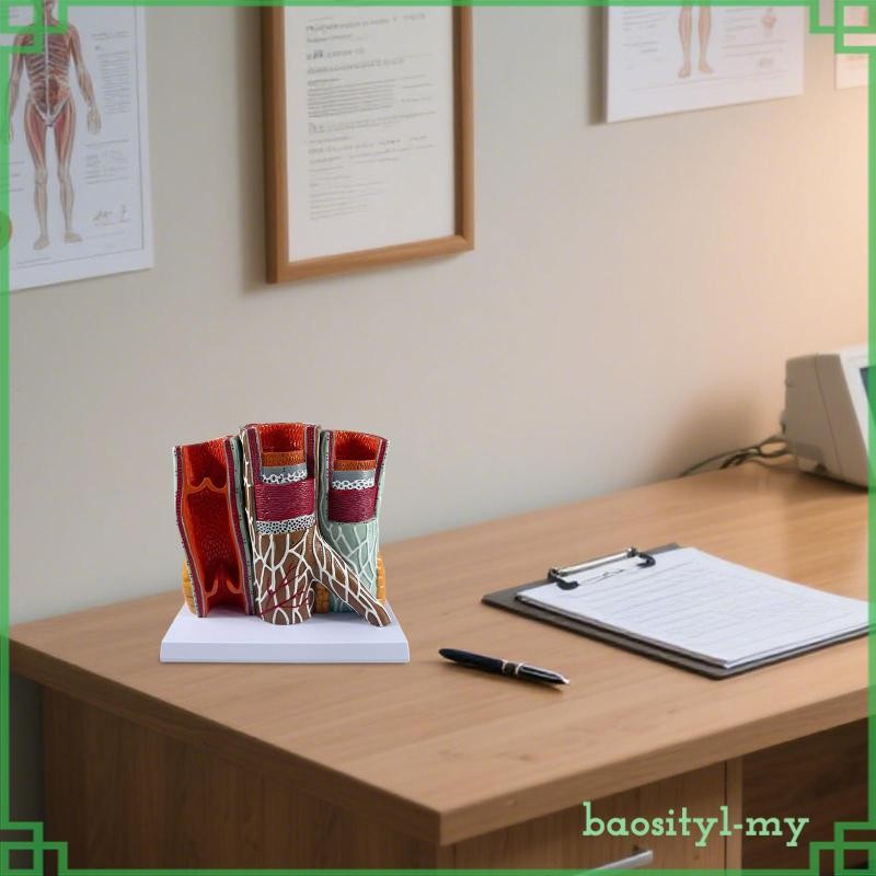 [BaositybfMY] Human Blood Vessel Model Scientific Science Education ...