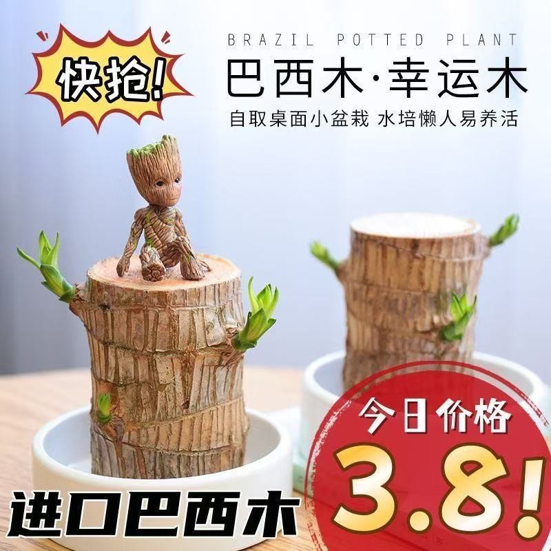 Brazilian Wood Water Raising Lucky Wood Flowering Groot Tree People ...